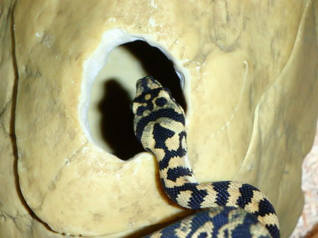 the carpet python thread!! | Reptile Forums